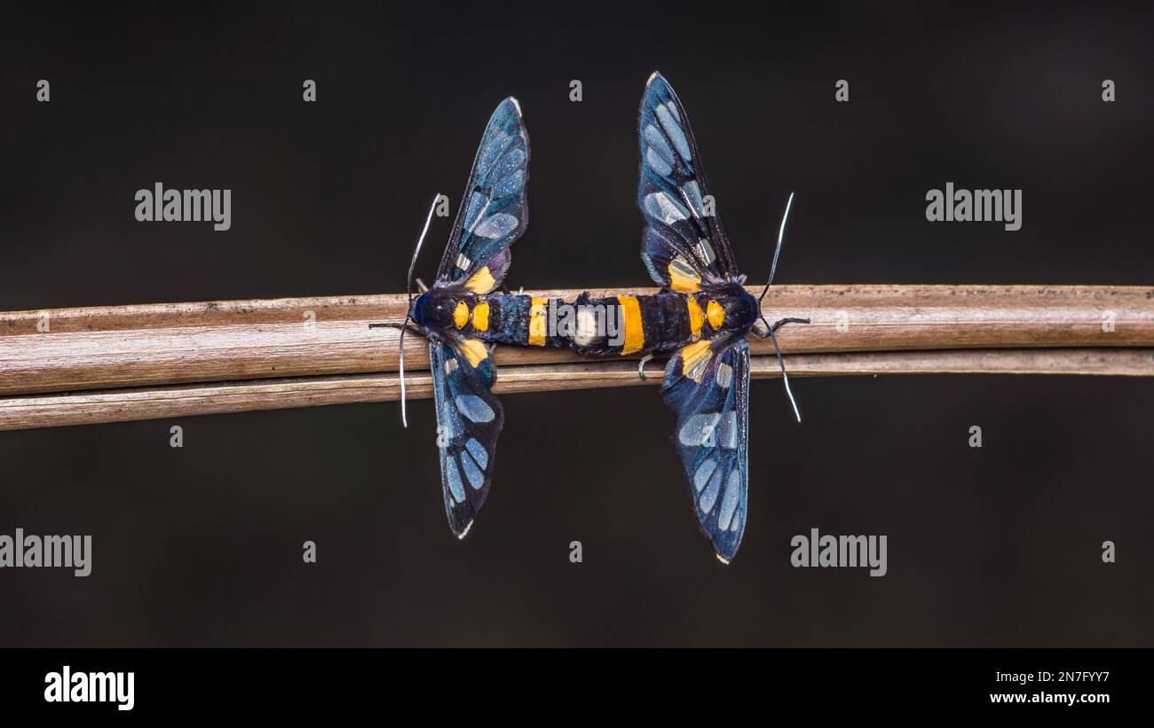 Wasp moth, Tiger moth mating on dried coconut leaf, isolated nature ...
