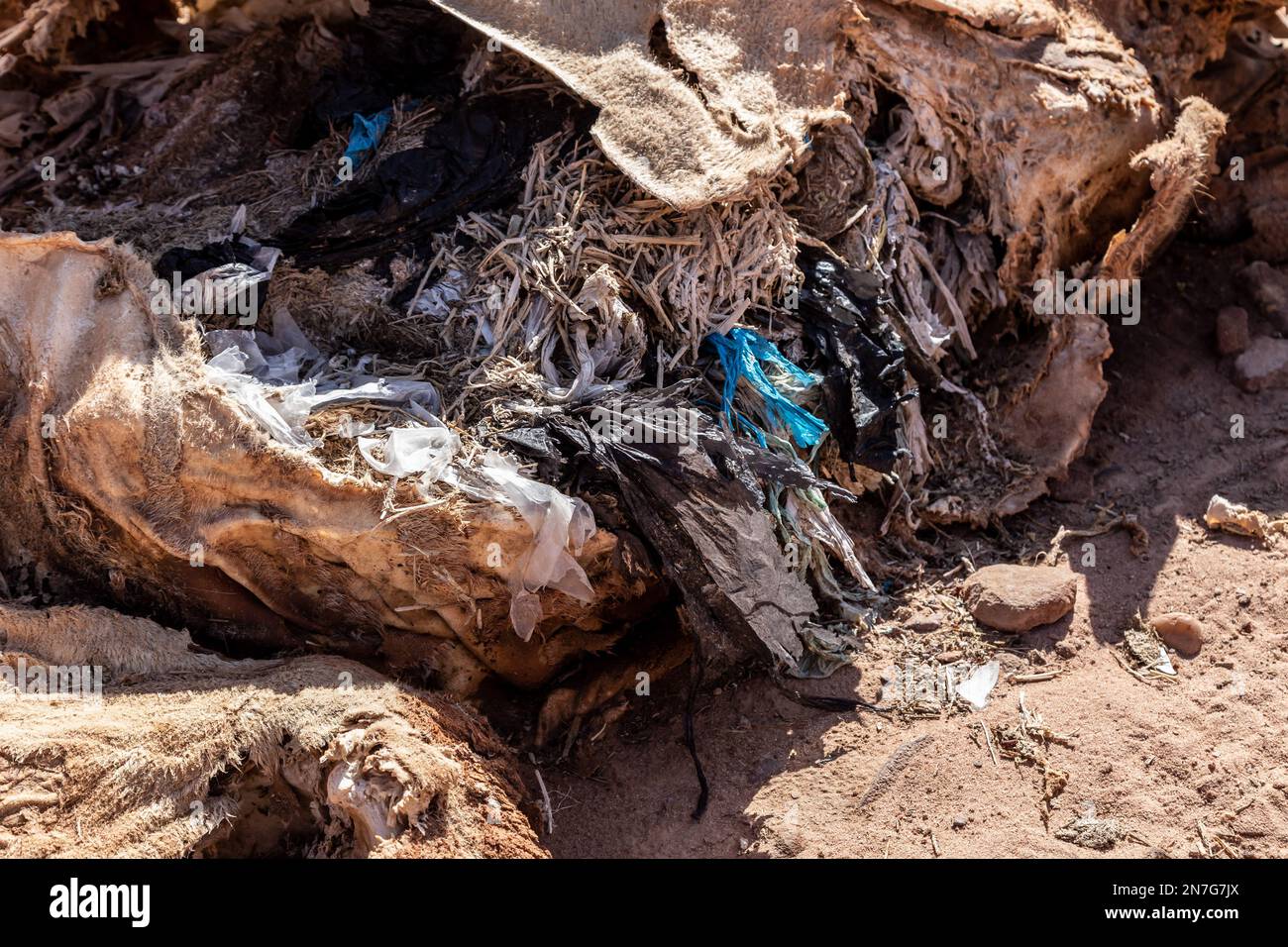 Wadi Rum, Jordan. 27th Jan, 2023. A body of a camel filled with ...