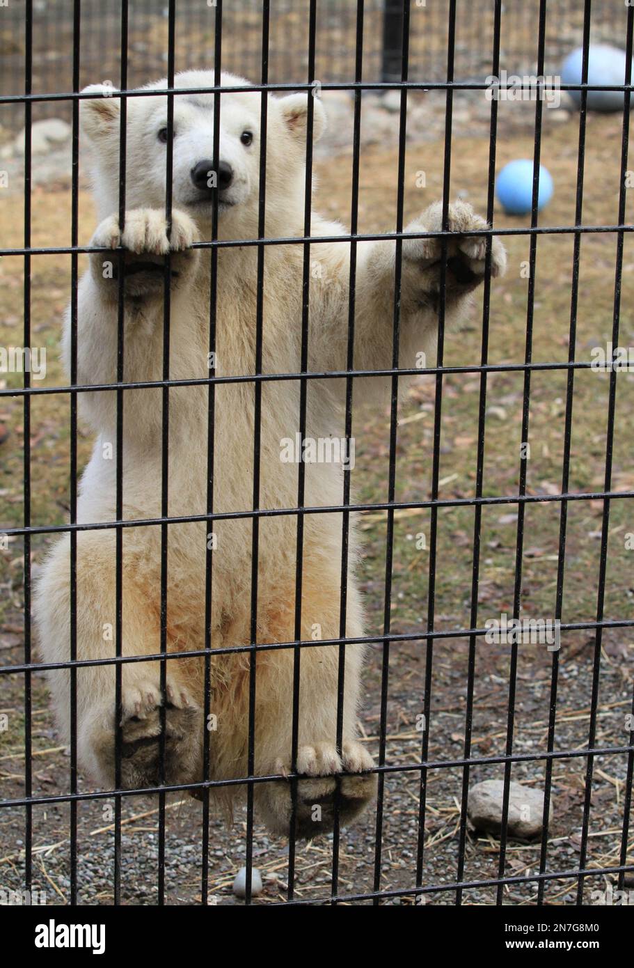 Kali, a polar bear cub orphaned when its mother was killed by a hunter in northwest Alaska ...