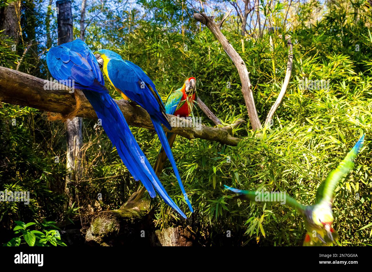 Golden macaw hi-res stock photography and images - Alamy