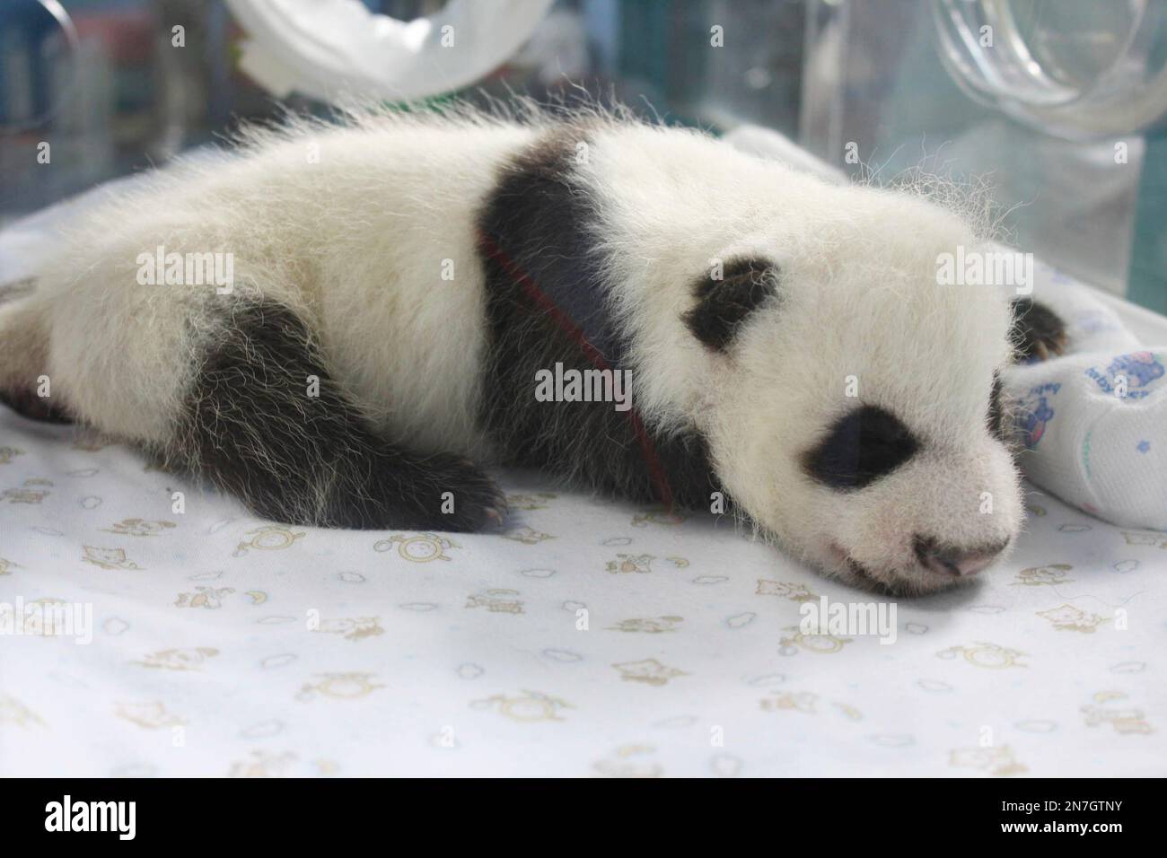 Baby Panda High Five