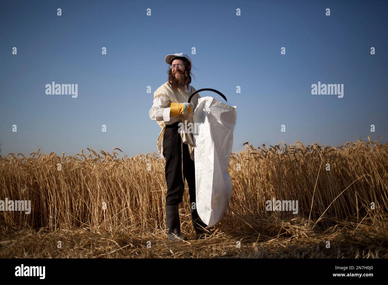 An Ultra Orthodox Jewish man harvests wheat ahead of the holiday of ...