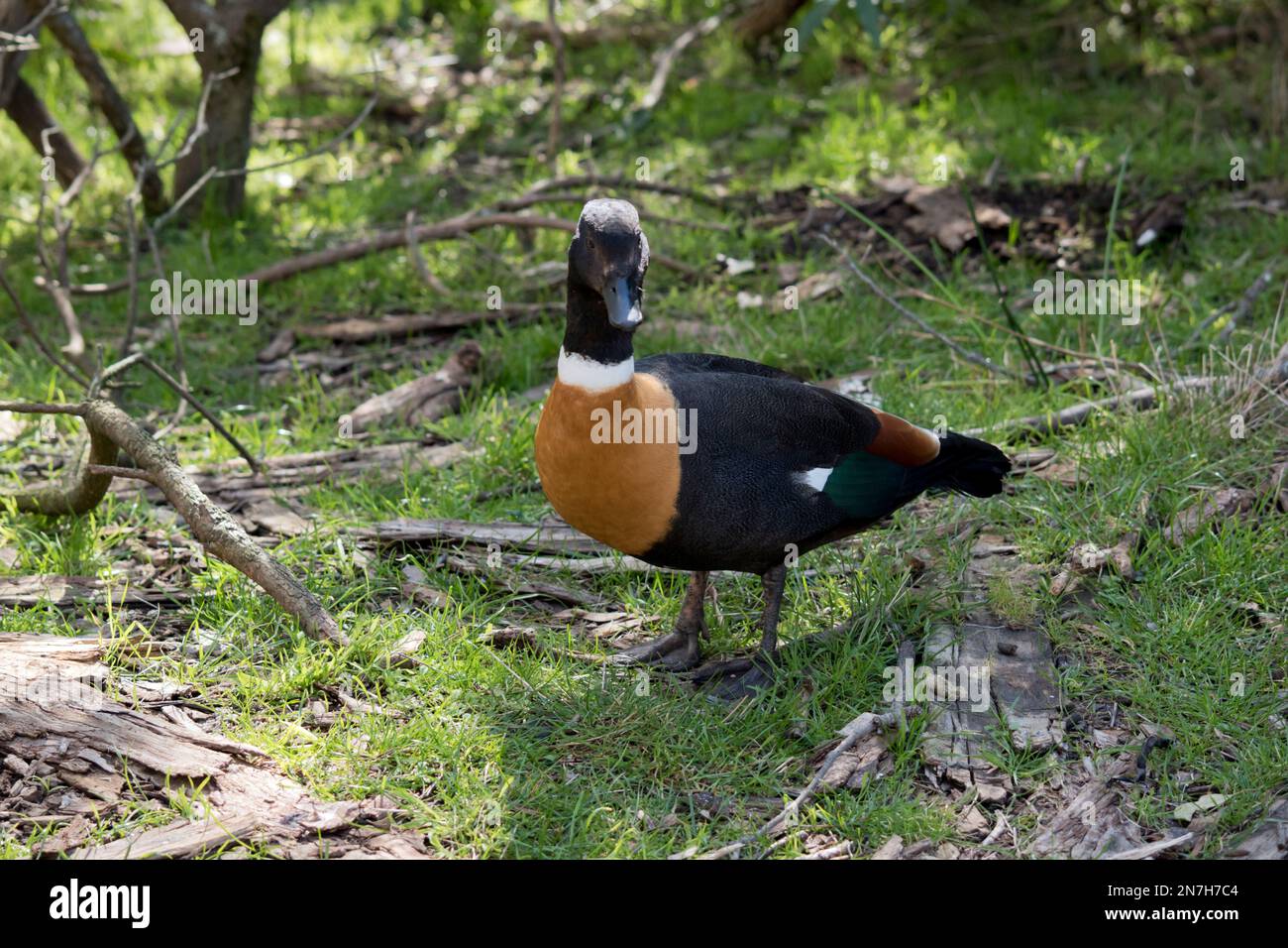 the Australian Shelduck has a black head and tail area with a cinnamon ...
