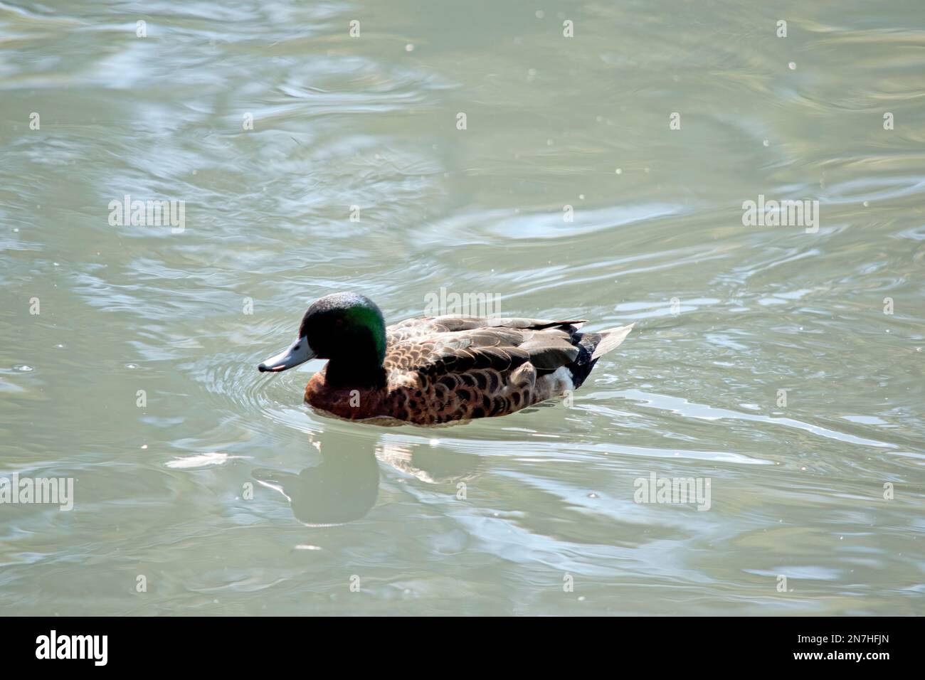 the male chestnut teal has a iridescent green head Stock Photo - Alamy