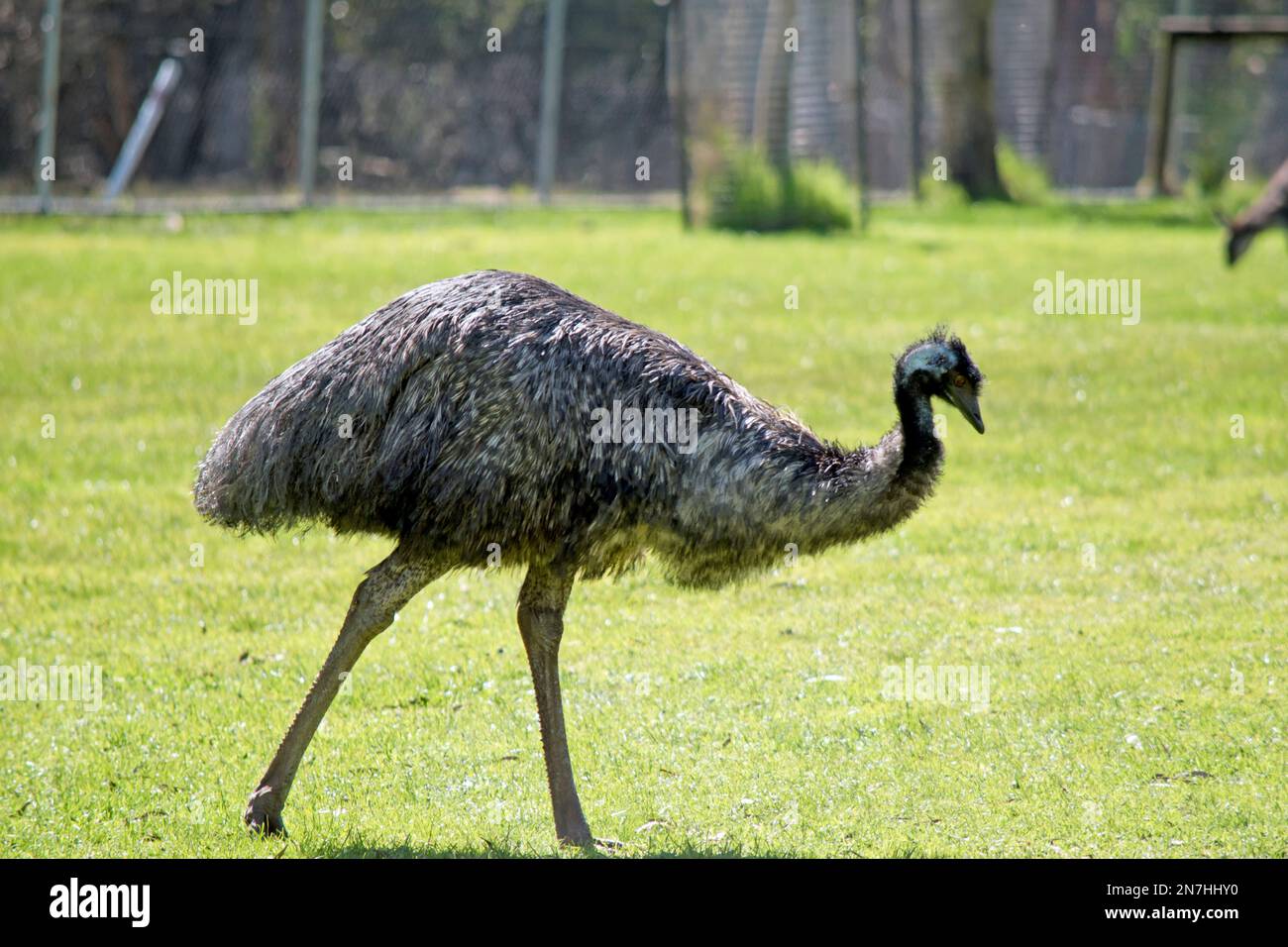 the emu is the tallest bird in Australia it can not fly Stock Photo - Alamy