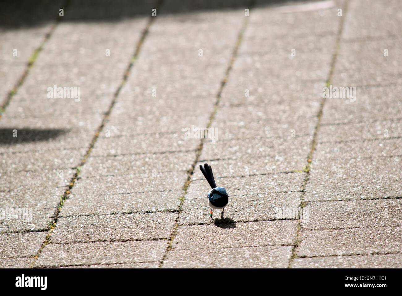 this is a male supurb fairy wren walking on paving stones Stock Photo ...