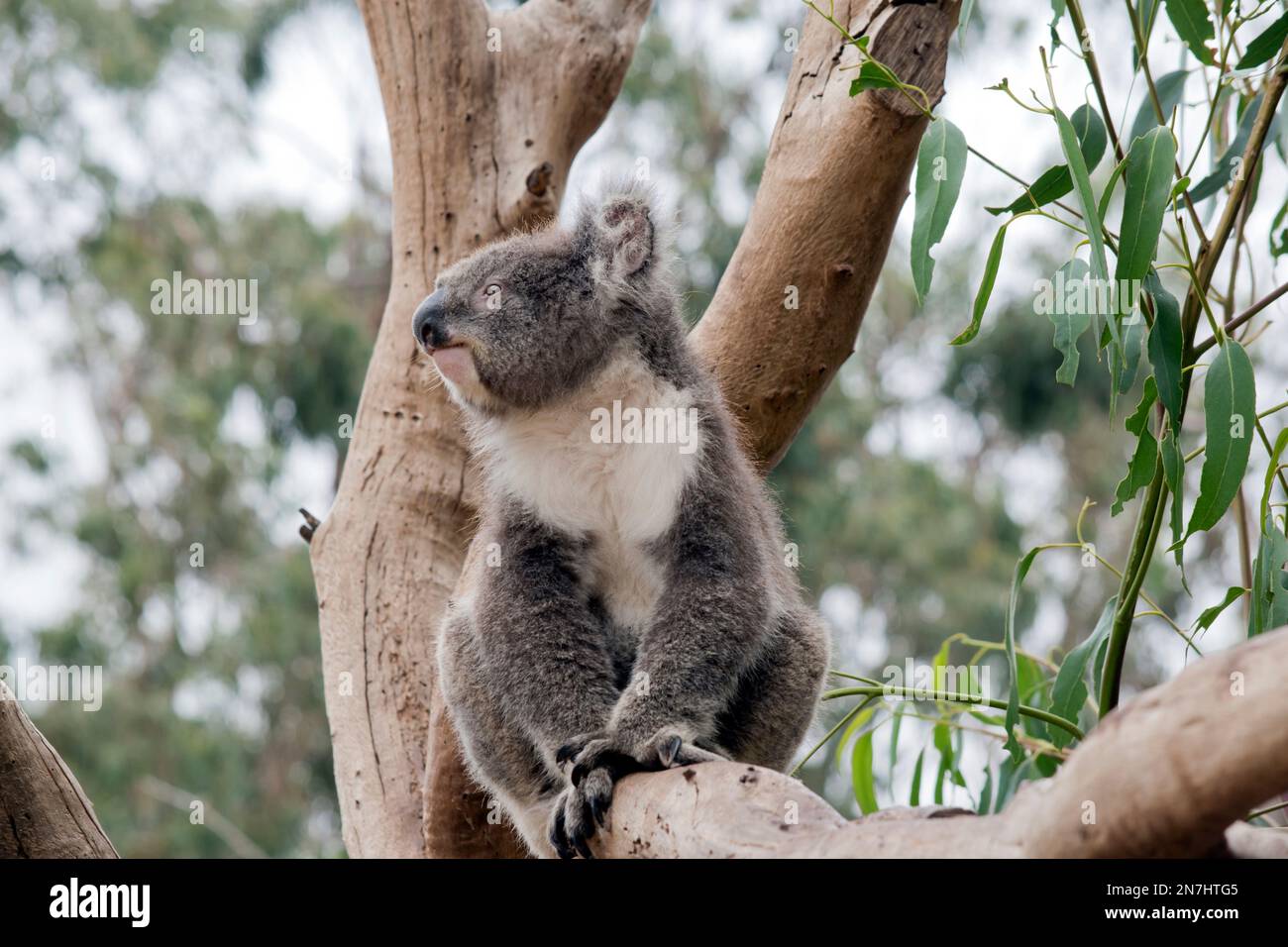the koala is mainly grey with a white chest and fluffy white ears and a ...