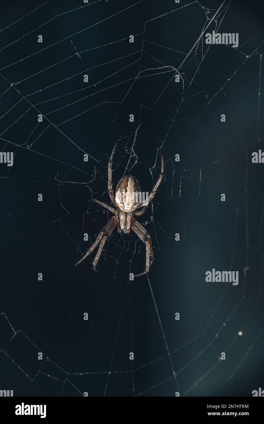 Larinioides sclopetarius spider hi-res stock photography and images - Alamy