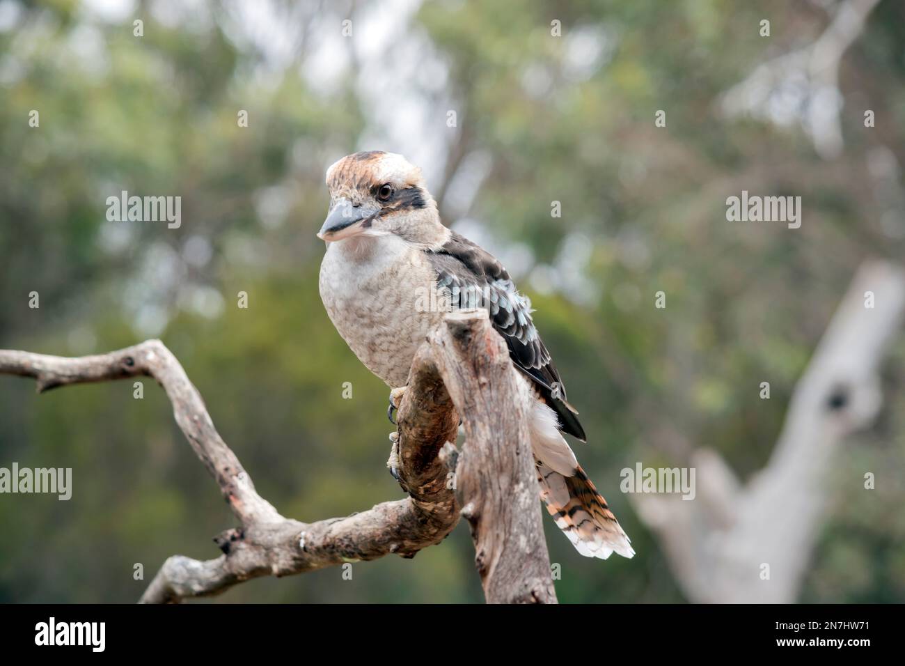 the laughing kookaburra is brown, white and blue bird with a loud call ...