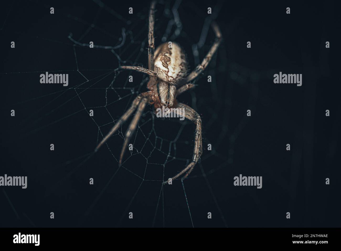 Bridge orb weaver hi-res stock photography and images - Alamy
