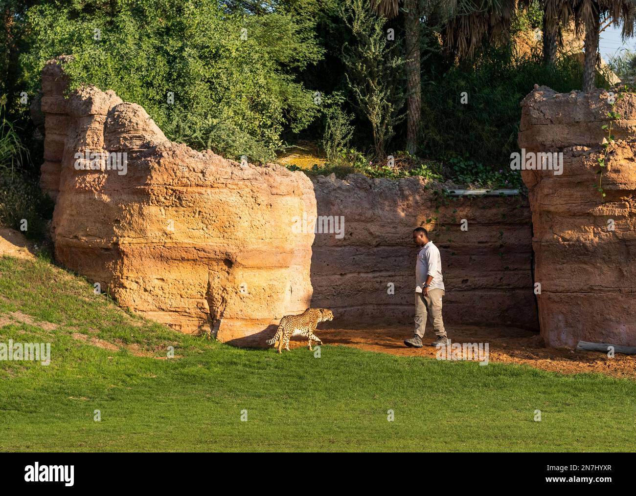 Al Ain, UAE - 12.4.2022 - Zoo keeper with cheetah inside aviary Stock ...