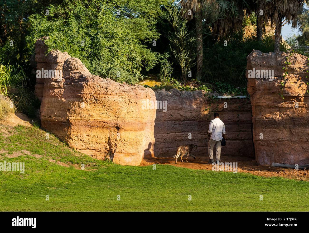 Zoo keeper with cheetah inside aviary Stock Photo - Alamy