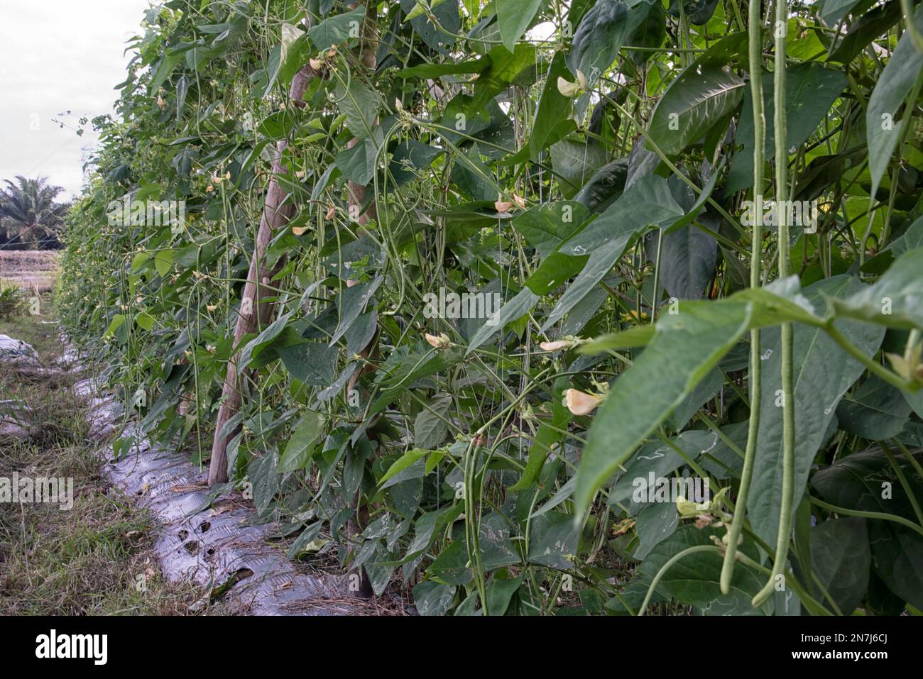 Growing Chinese Long Beans