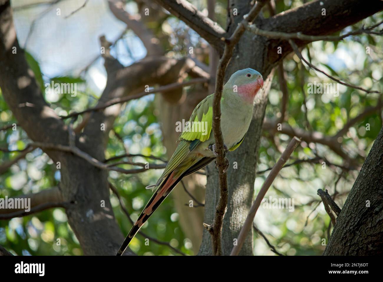 Princess alexandras parrot hi-res stock photography and images - Alamy