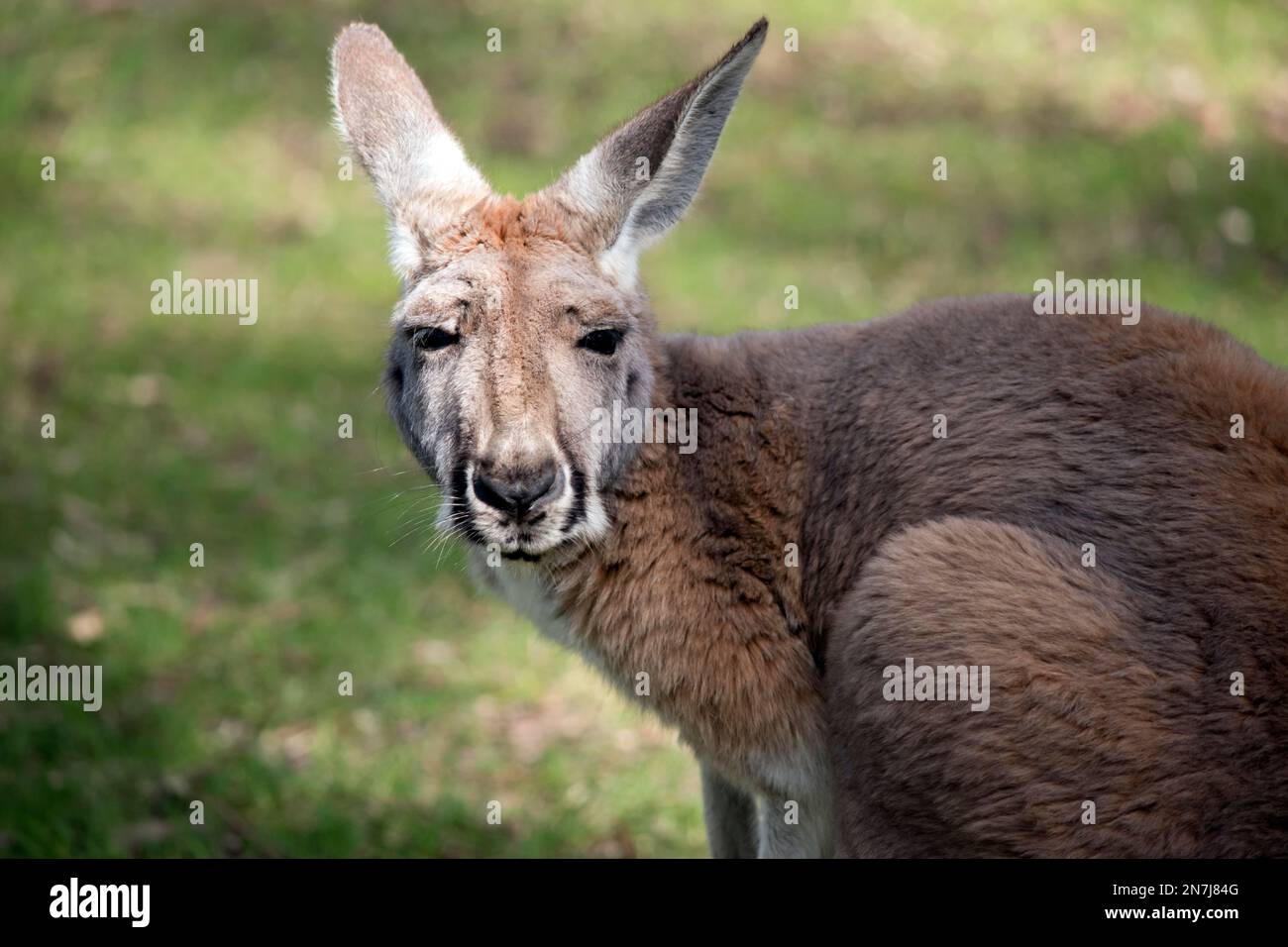 the red kangaroo is the largest marsupial Stock Photo - Alamy