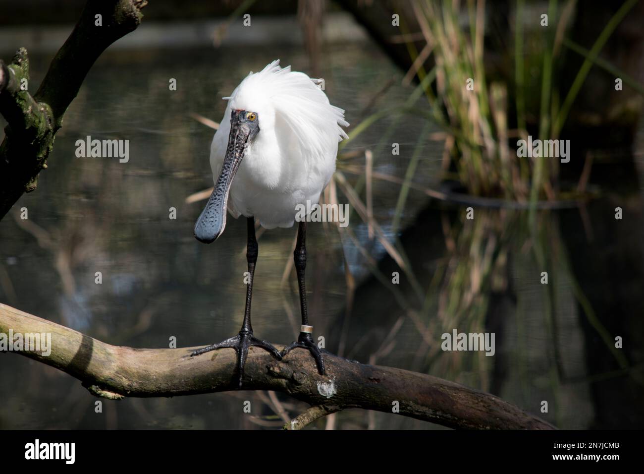 the royal spoonbill is a large white Australian bird with a black legs ...