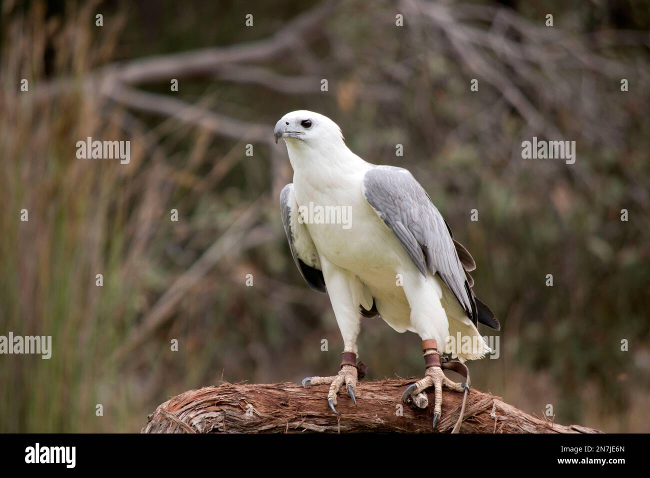 White Breasted Sea Eagle Howard Loosemore | The Majestic White Bellied