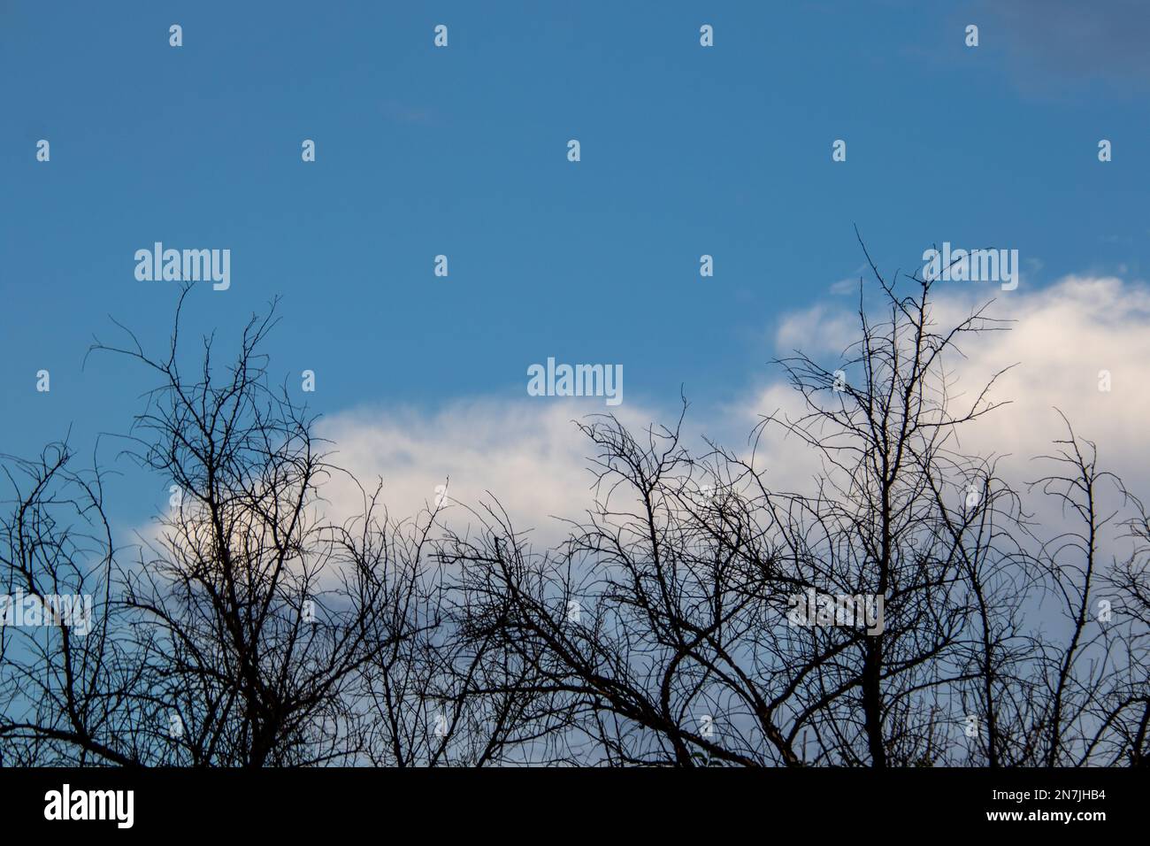 Cloudscape with silhouetted dry trees for background use Stock Photo ...