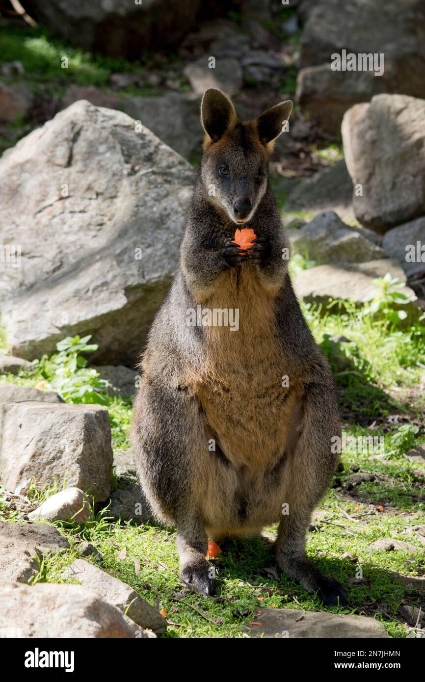 the swamp wallaby has a brown stomach and grey face Stock Photo - Alamy