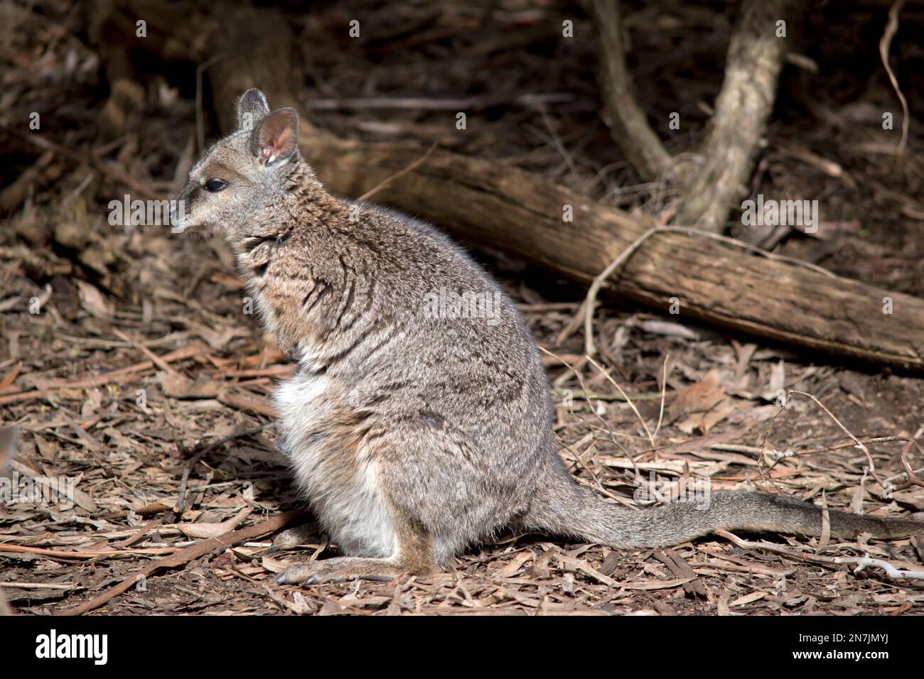 this is a side view of a tammar wallaby Stock Photo - Alamy