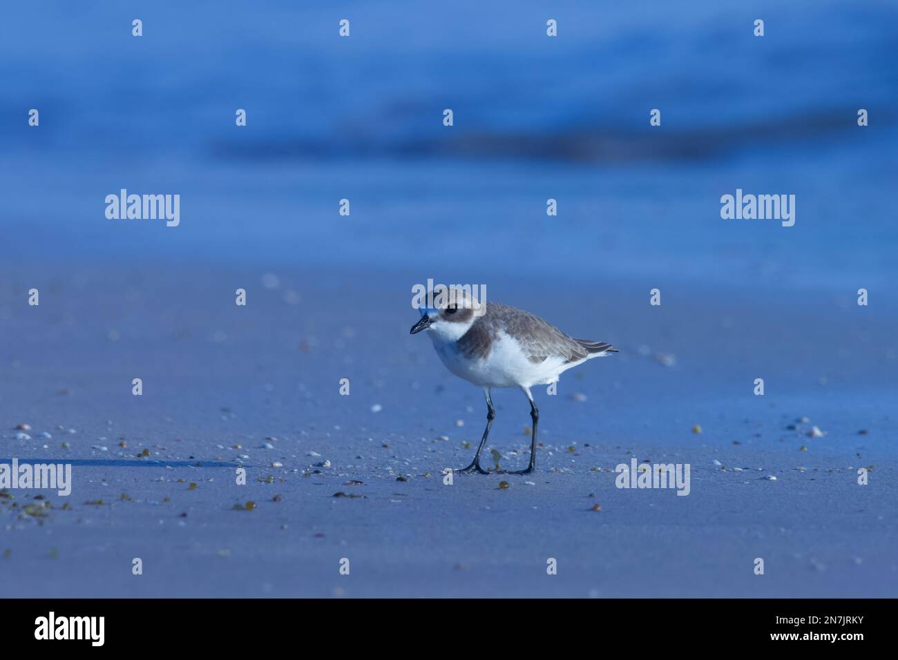 Lesser sand plover standing on the beach. Water bird Stock Photo - Alamy