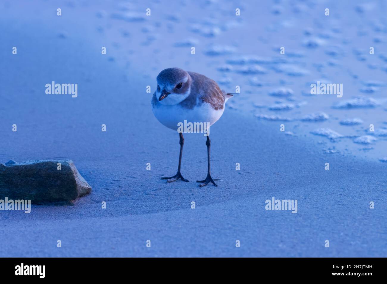 Lesser sand plover standing on the beach. Bird closeup. Water bird ...