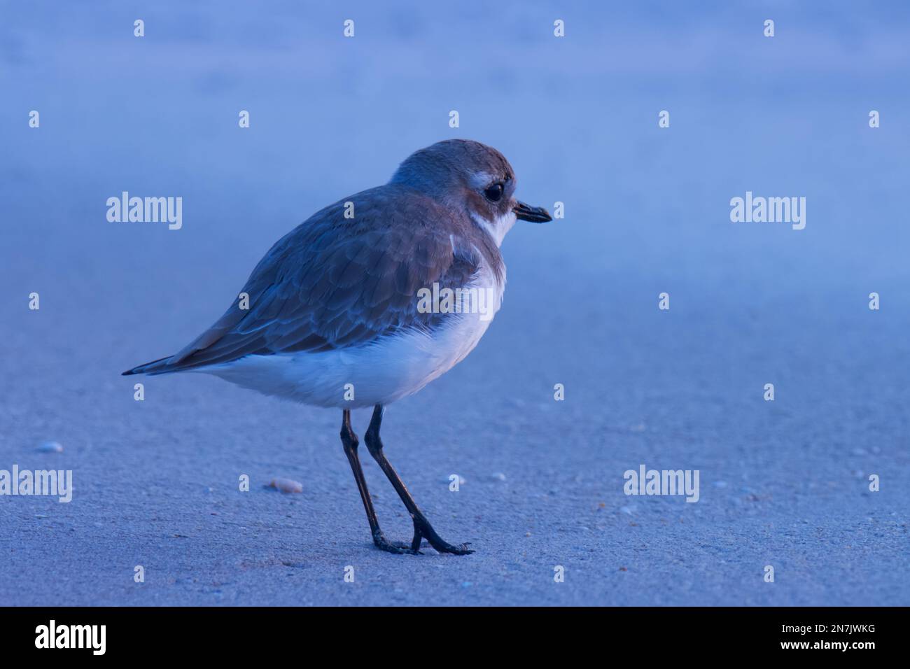 Lesser sand plover standing on the beach. Bird closeup. Water bird ...