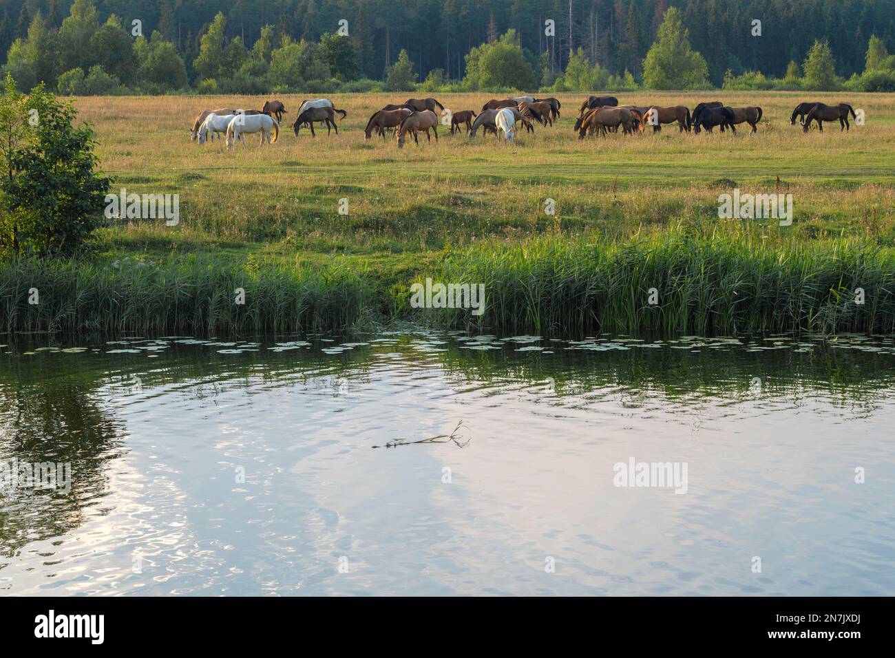 A herd of horses graze on the banks of the Buyanka river on a July morning. Tver region, Russia ...