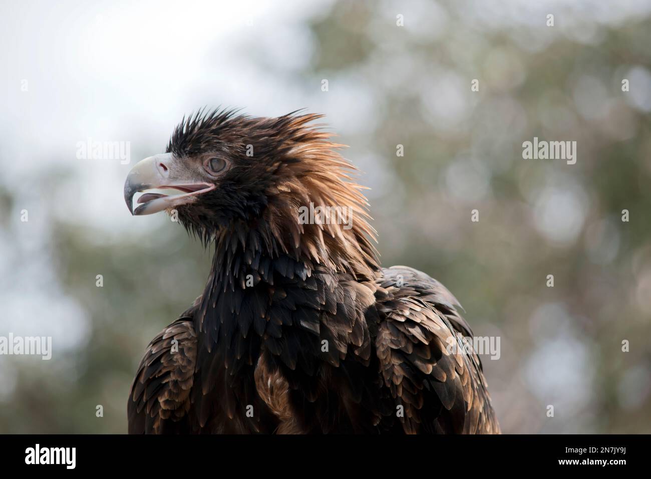 the wedge tailed eagle is a brown bird as he grows older his feathers ...