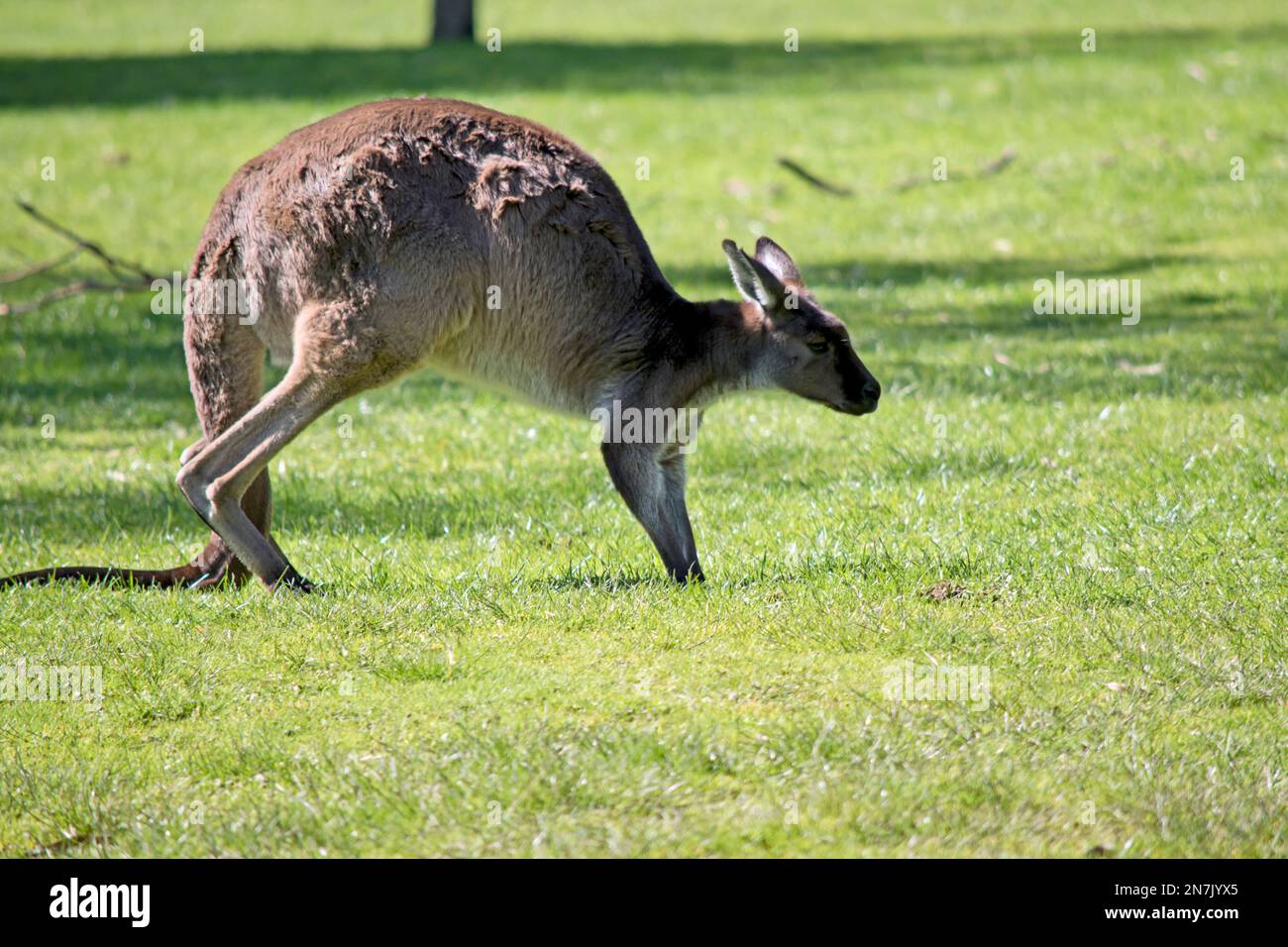 the is a side view of a western kangaroo walking Stock Photo - Alamy