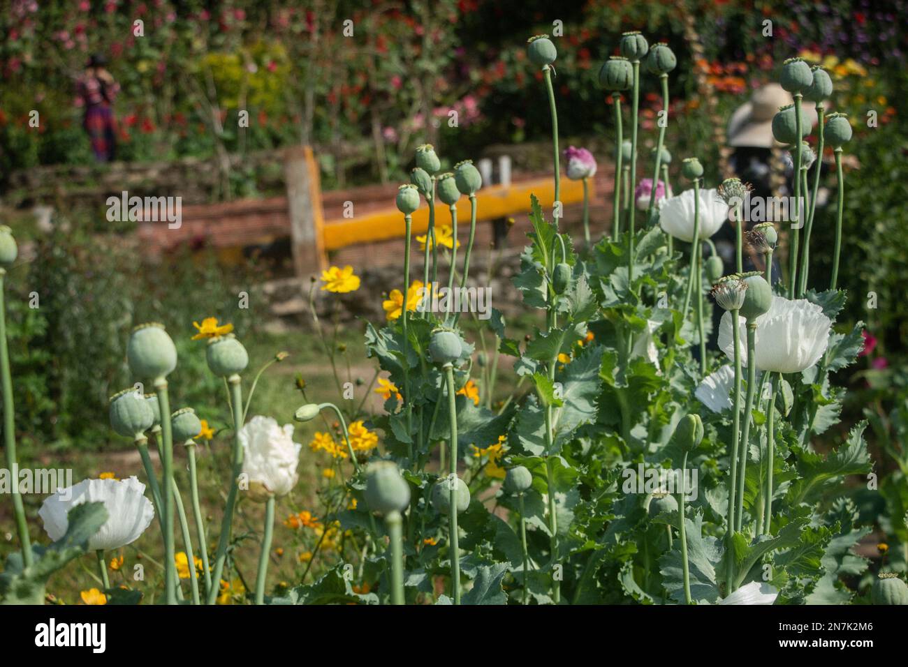 Opium poppy buds and flowers are seen in Hmong Doi Pui Village. (Photo ...