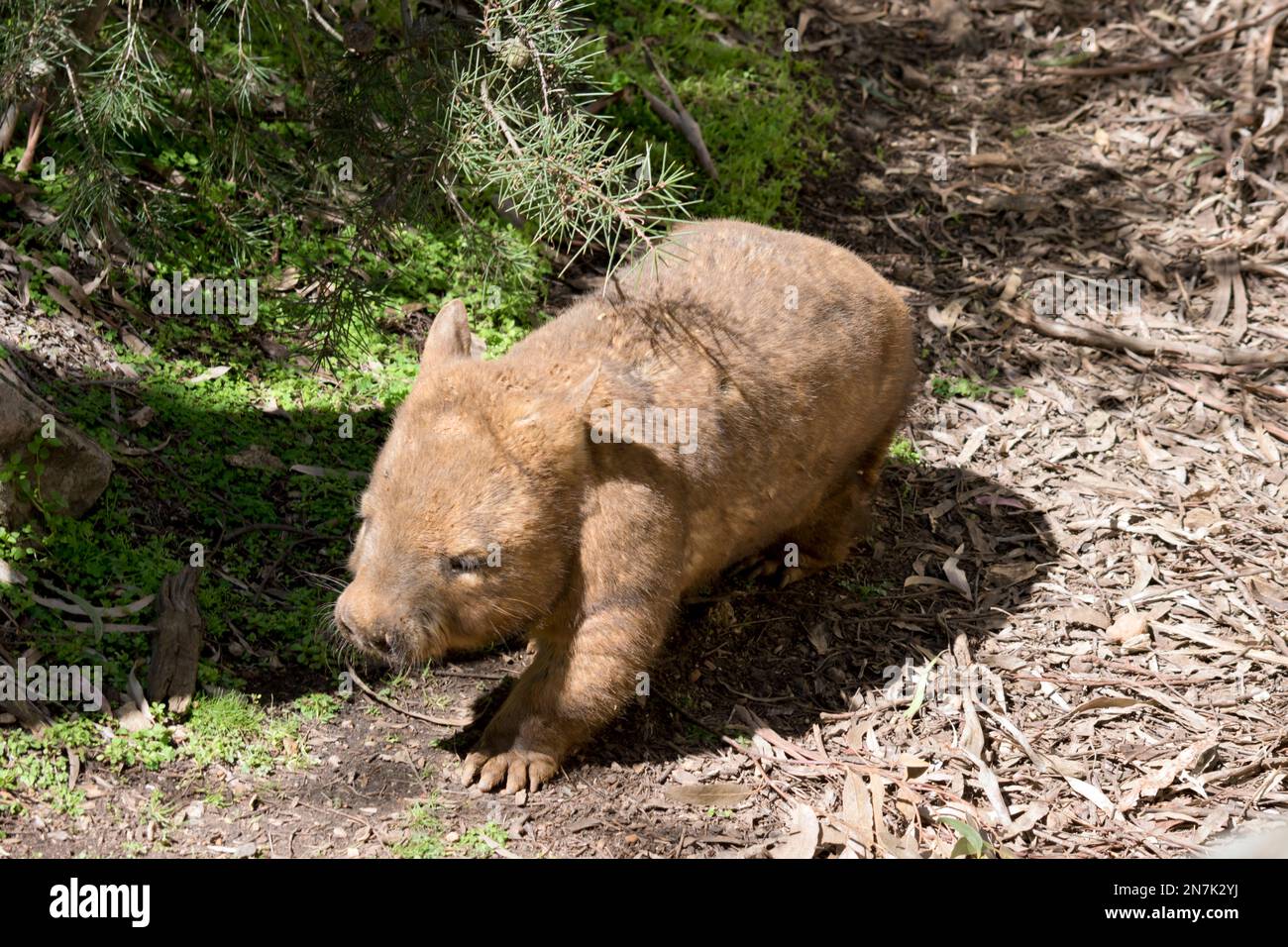 the wombat is a marsupial that lives in burrows under the ground during ...