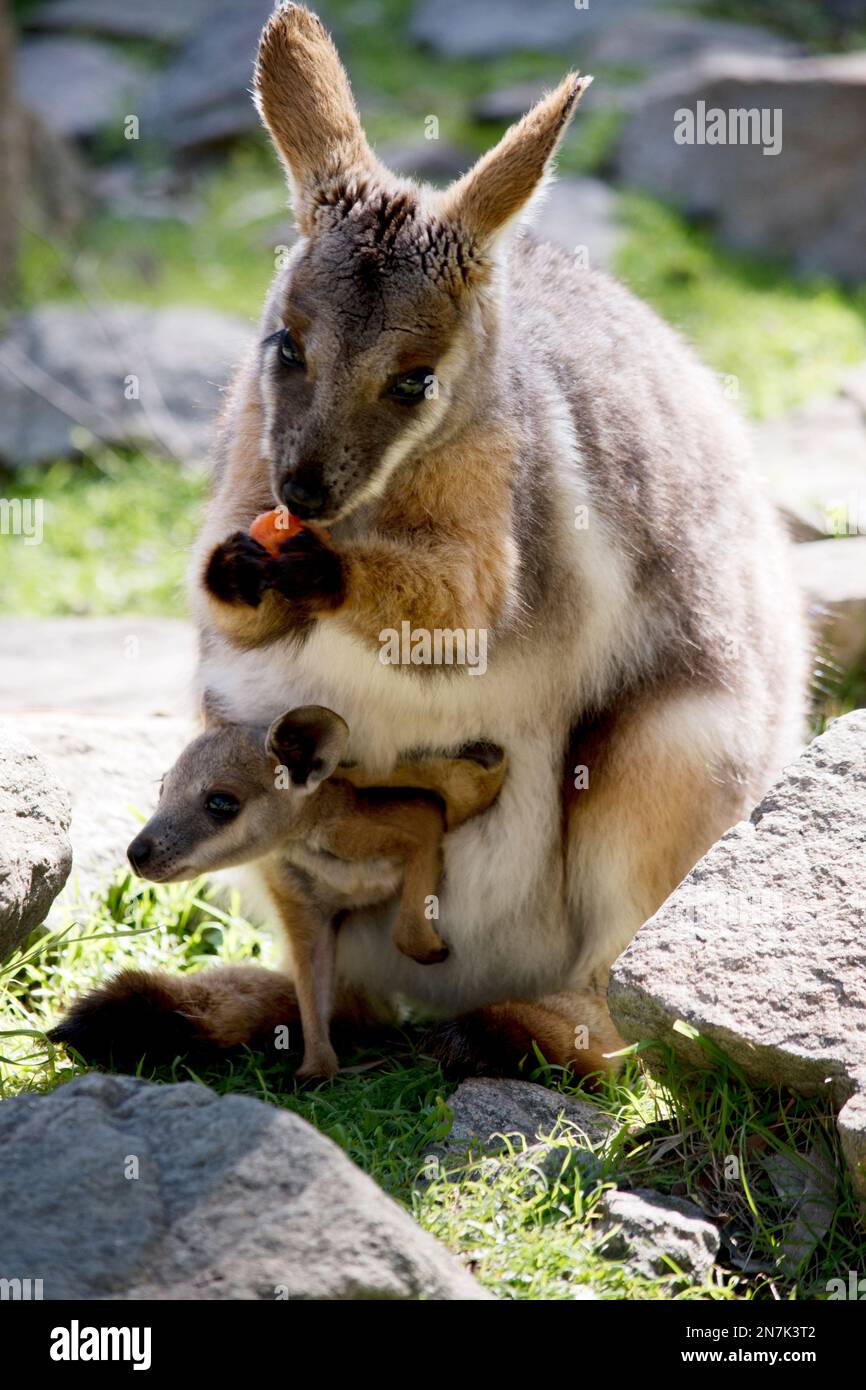 The yellow-footed rock-wallaby is grey to fawn-grey above and light ...