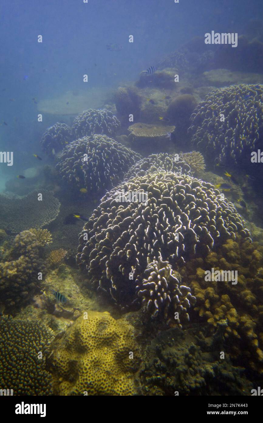 Healthy diverse underwater coral community, with lots of particles in ...