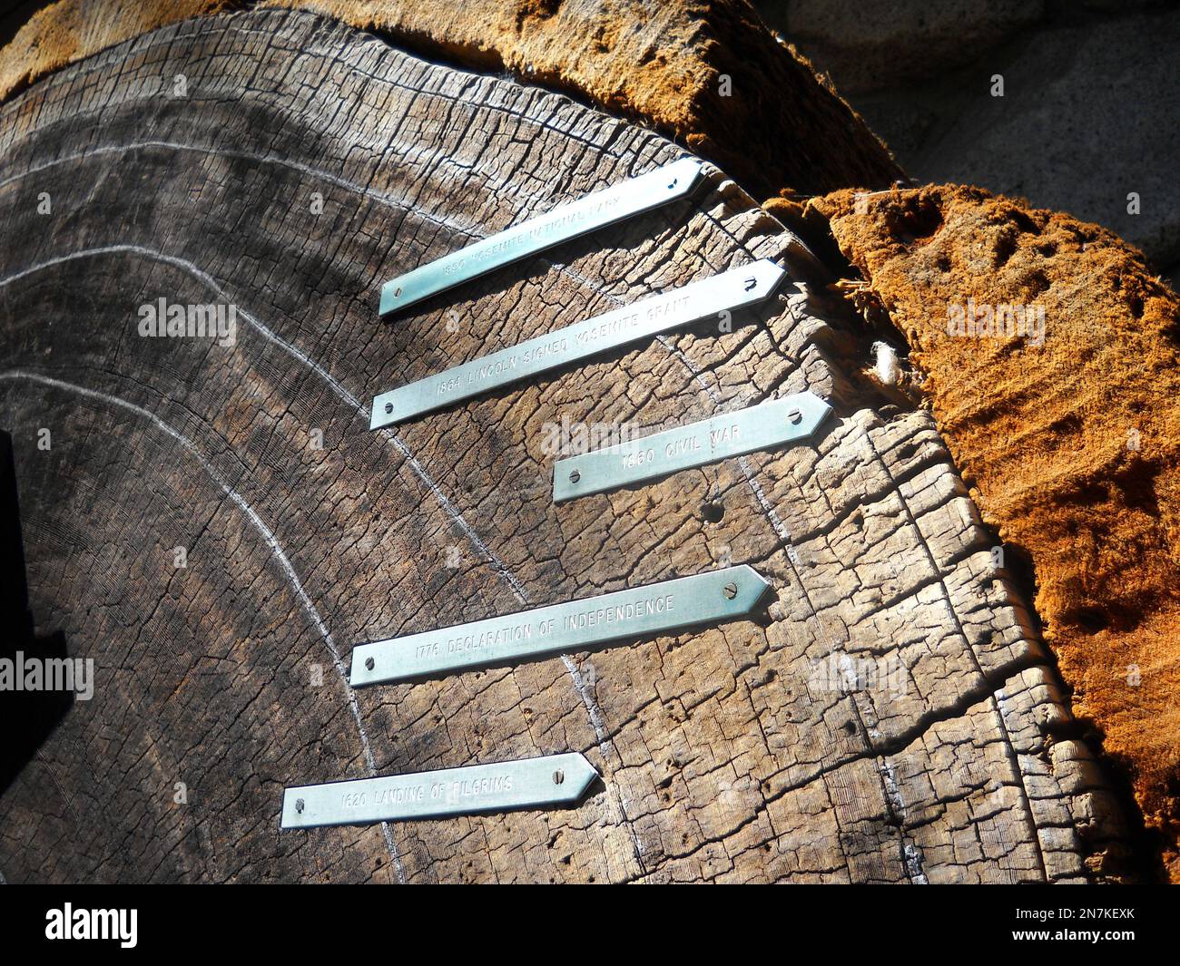 This April 2013 image shows a slice of a fallen sequoia displayed ...