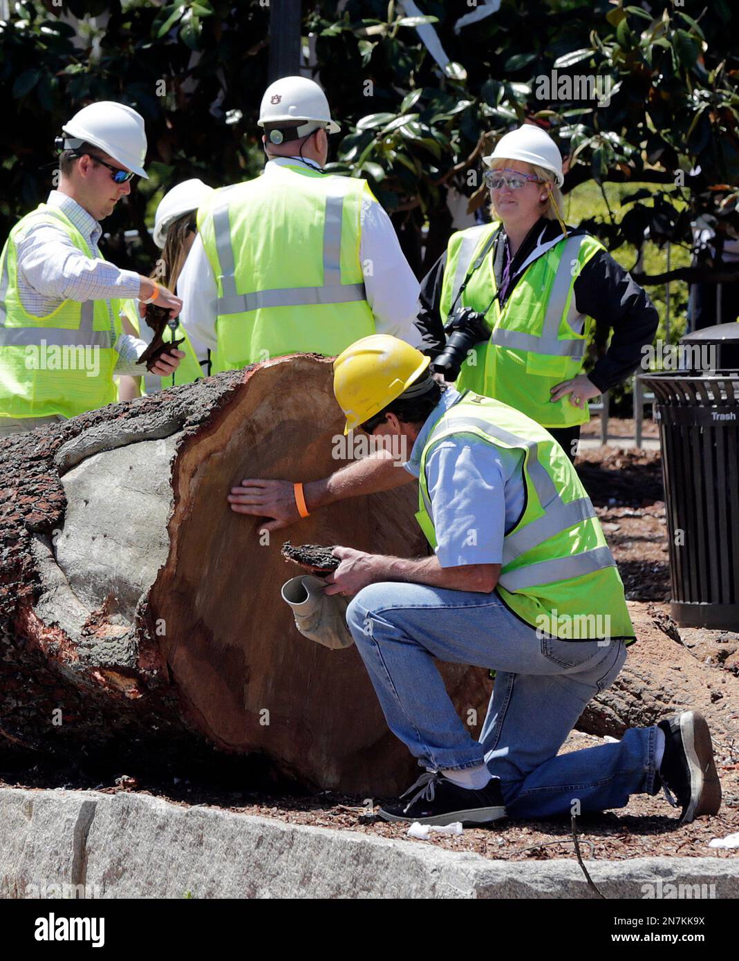 Auburn officials study the rings on the poisoned oak trees that were ...