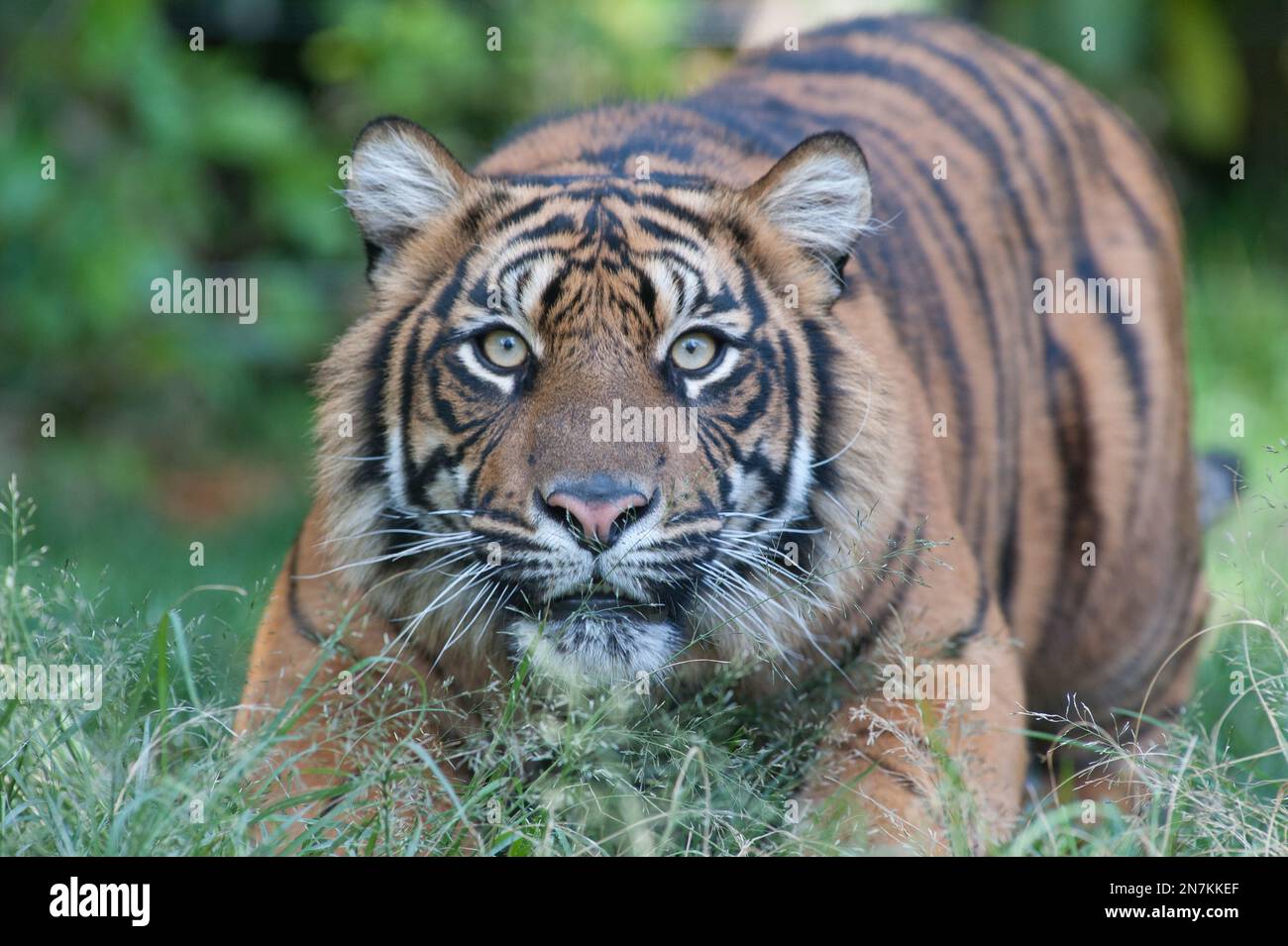 Sumatran tiger staring Stock Photo - Alamy