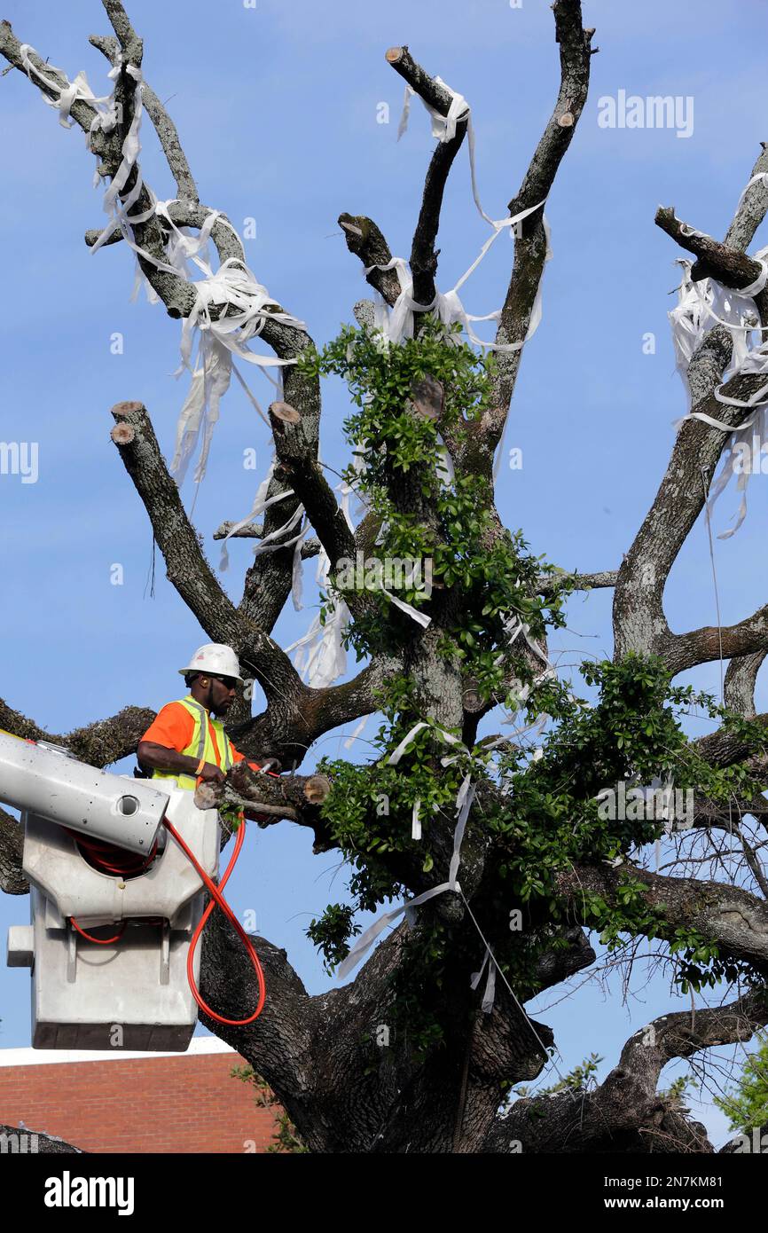 City workers cut down the poisoned oak trees at Toomer's Corner at the ...