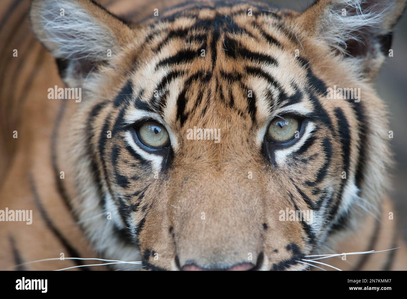 Tiger staring hi-res stock photography and images - Alamy