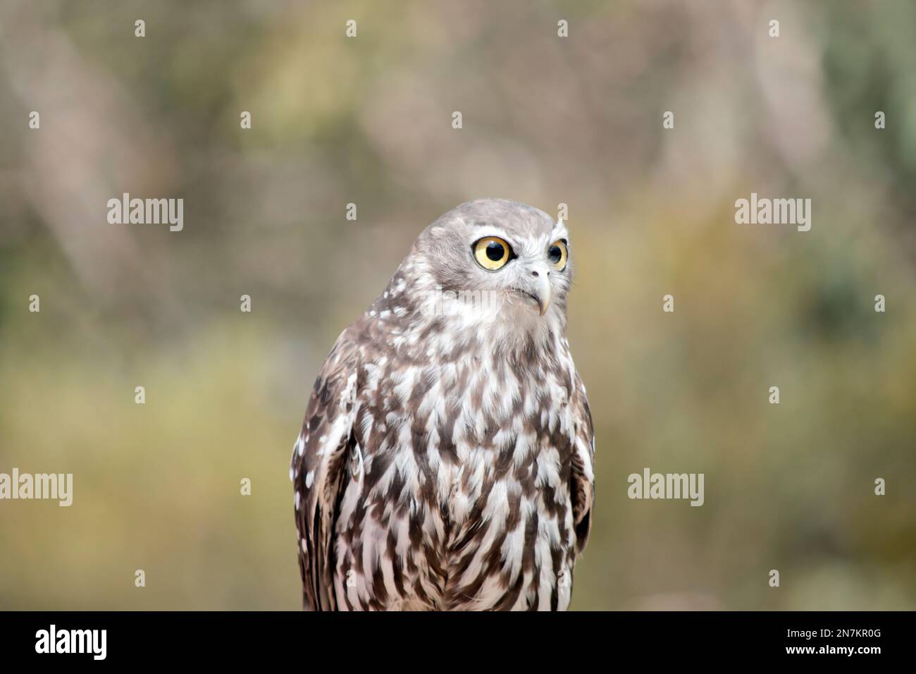 The barking owl, also known as the winking owl, is a nocturnal bird ...