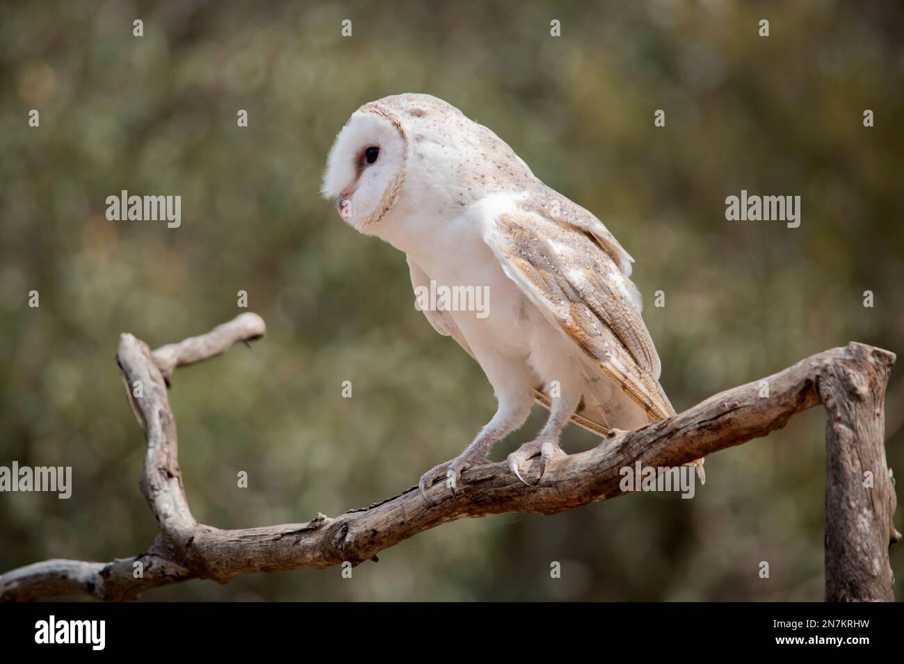 The barn owl is a medium-sized, pale-coloured owl with long wings and a ...