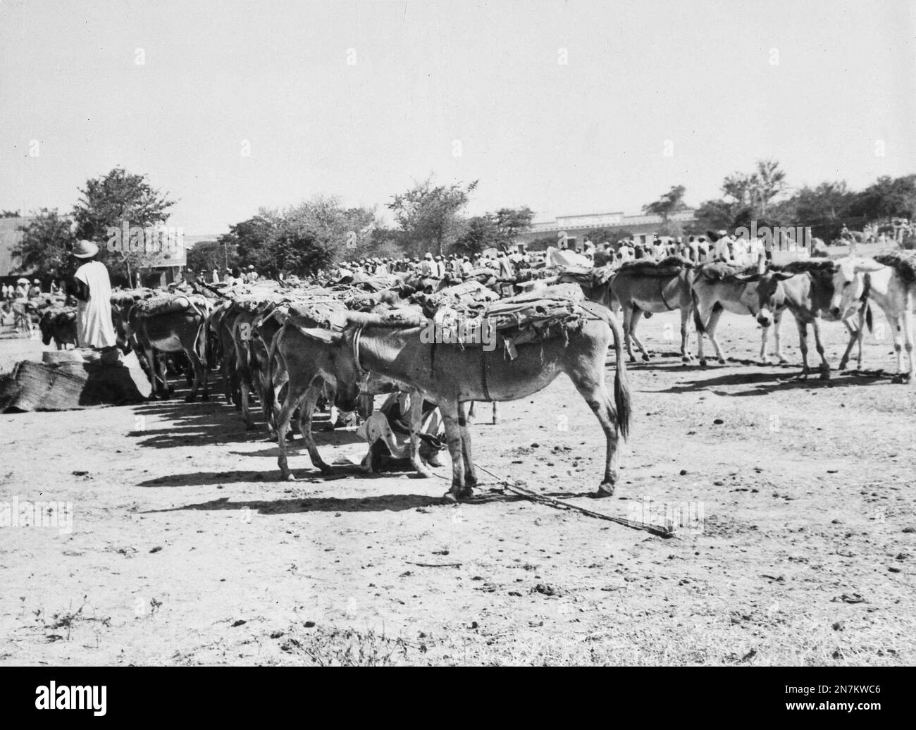 This is a donkey service awaiting the arrival of a train at Kano ...
