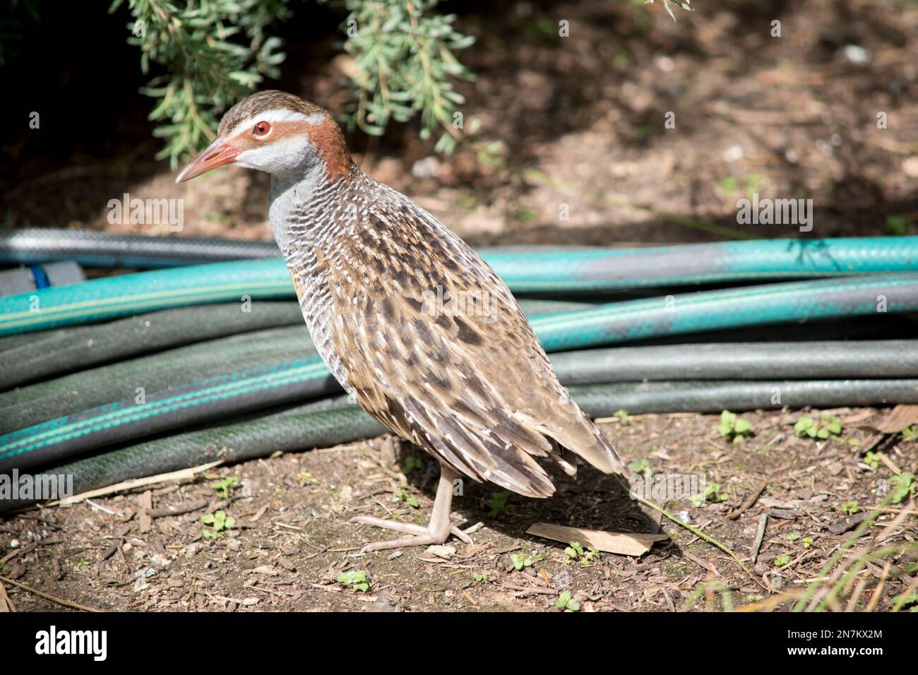 the buff banded rail is standing next to a hose Stock Photo - Alamy