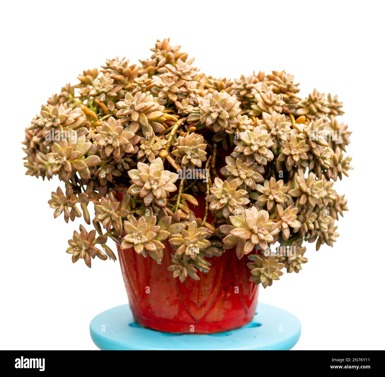 Graptosedum california sunset hi-res stock photography and images - Alamy