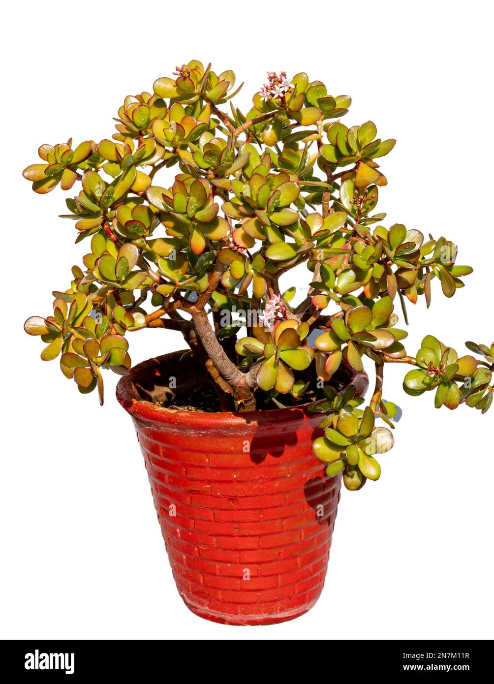 Money tree in red pot over a white isolated background Stock Photo - Alamy