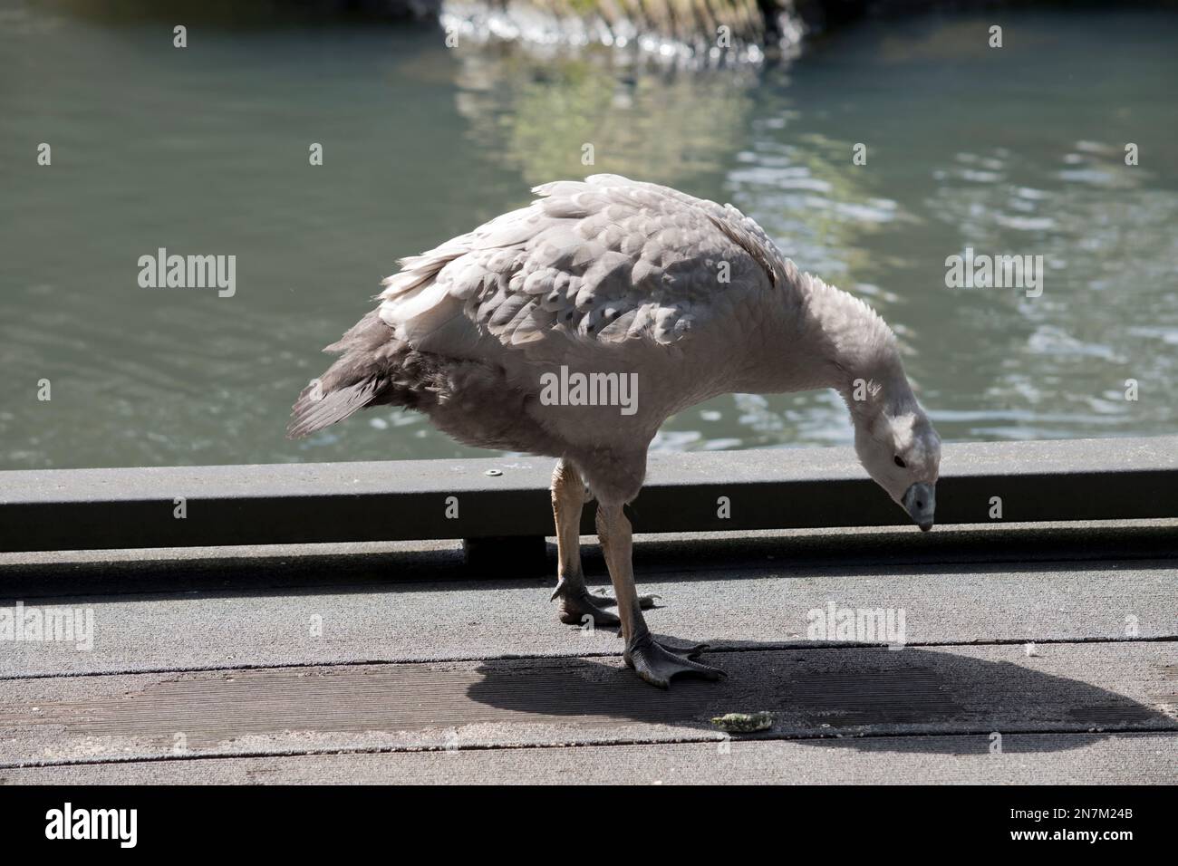 the cape barren gosling is grey with a black beak Stock Photo - Alamy