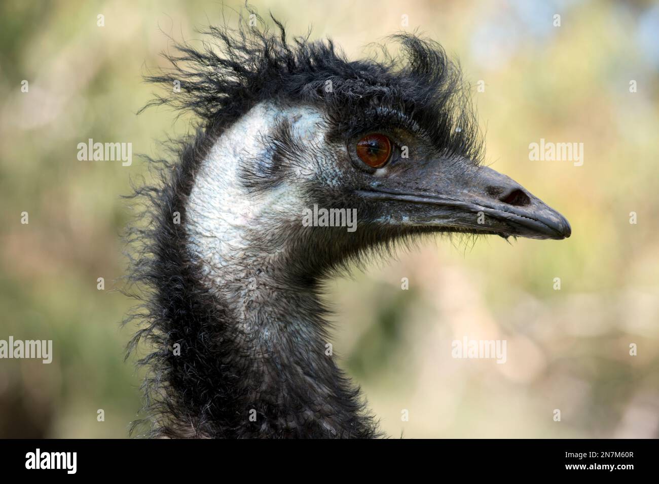 Emu legs hi-res stock photography and images - Alamy