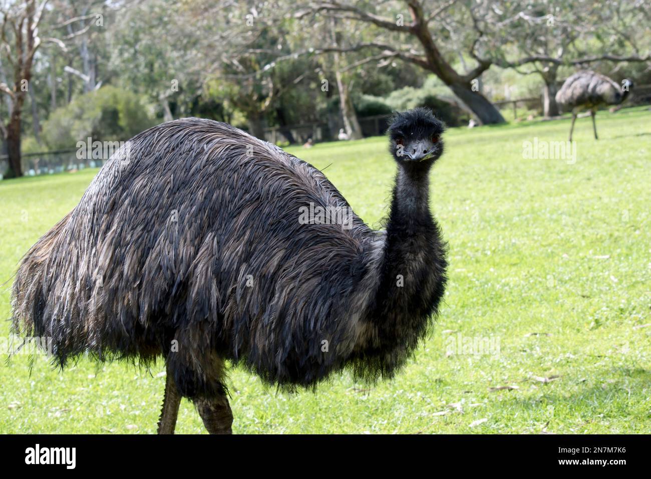 the australian emu is walking in a field Stock Photo - Alamy