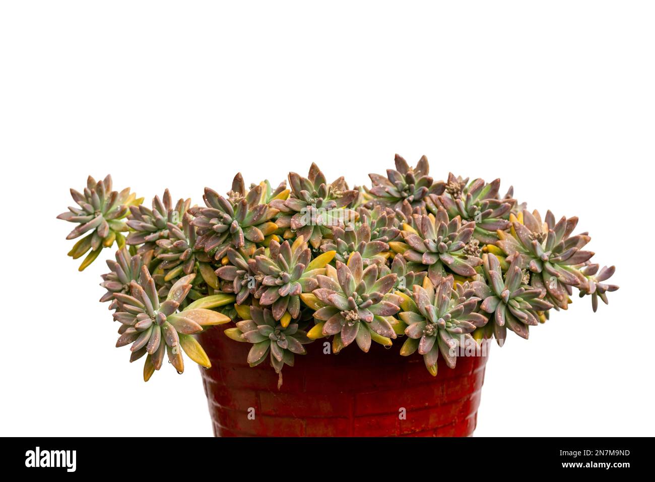 Graptosedum succulents in a pot isolated on white background Stock ...