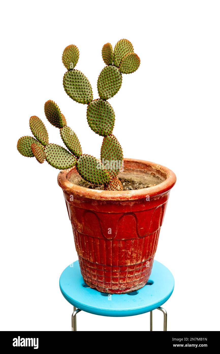 Beautiful cactus in pot Cut Out Stock Images & Pictures - Alamy